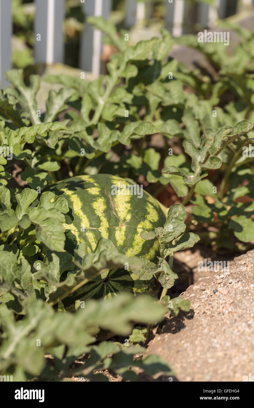 Watermelon vine hi-res stock photography and images - Alamy