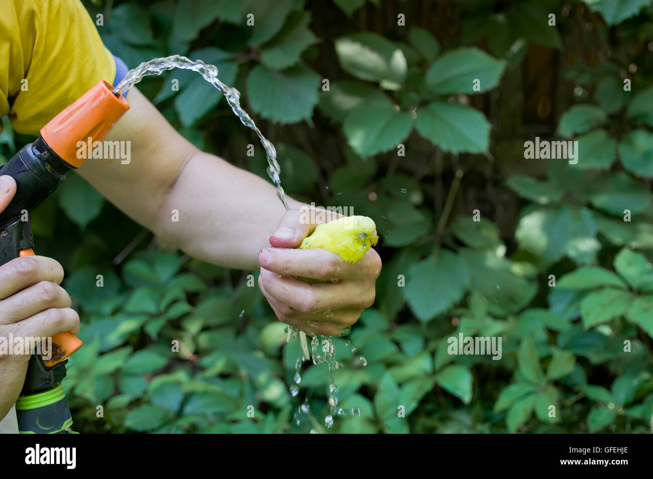 Washing A Small Budgie Stock Photo - Alamy