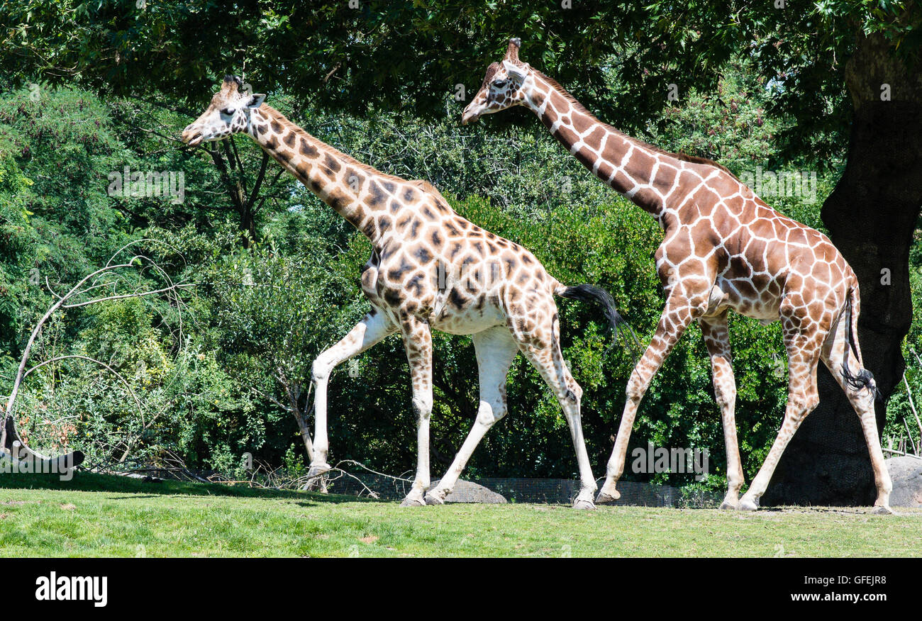 A pair of Giraffe at Woodland Park Zoo in Seattle Stock Photo - Alamy