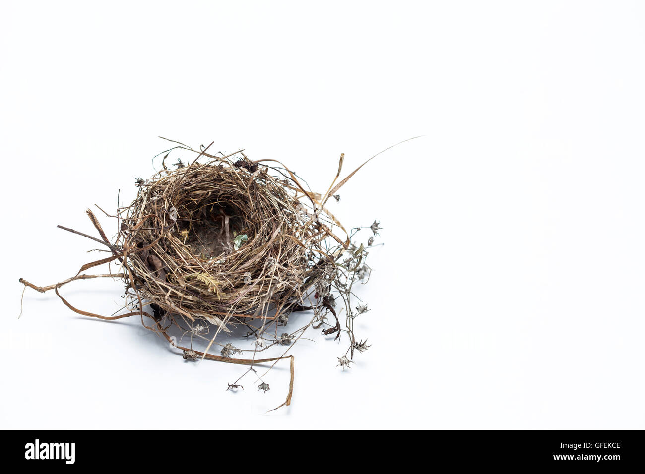 Real bird nest isolated on white background Stock Photo - Alamy