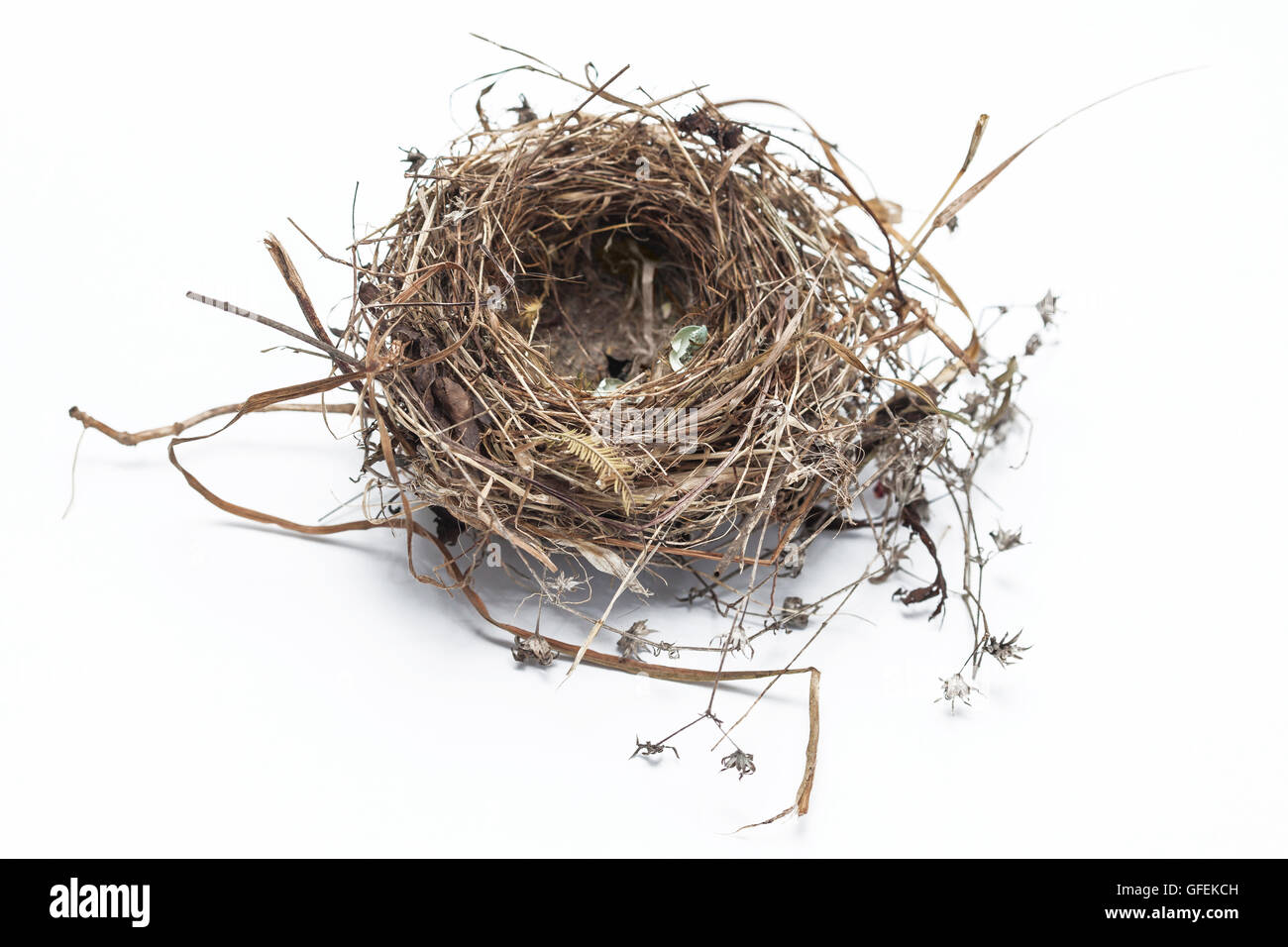 Real bird nest isolated on white background Stock Photo - Alamy