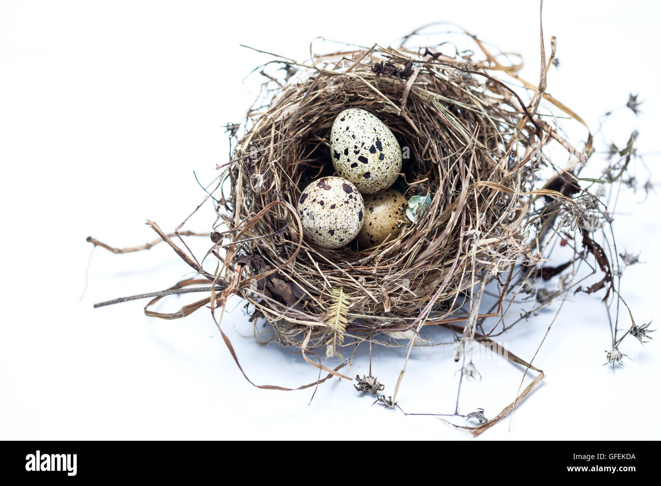 Real bird nest with eggs isolated on white background Stock Photo - Alamy
