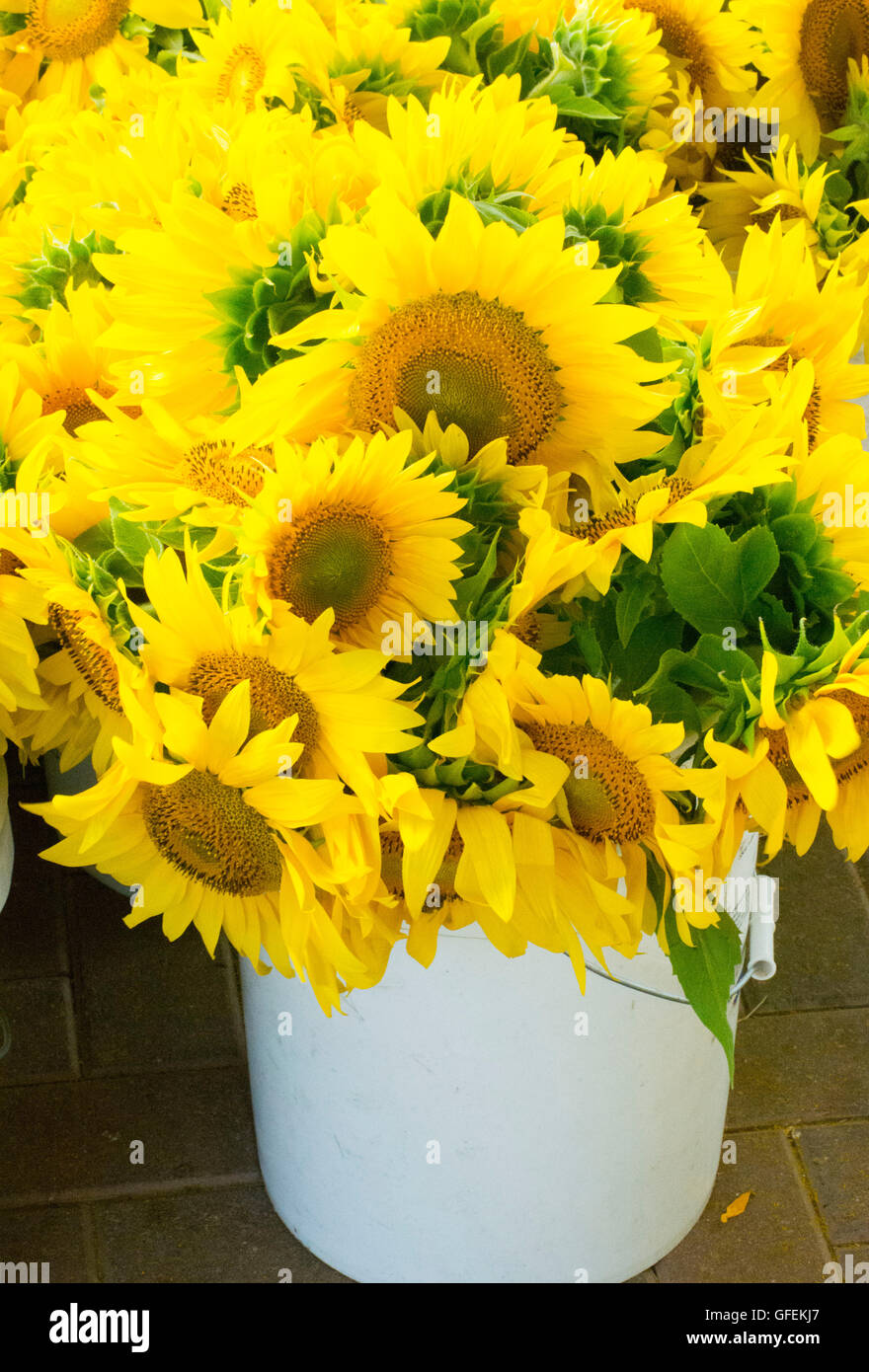 Sunflowers in the bucket Stock Photo - Alamy