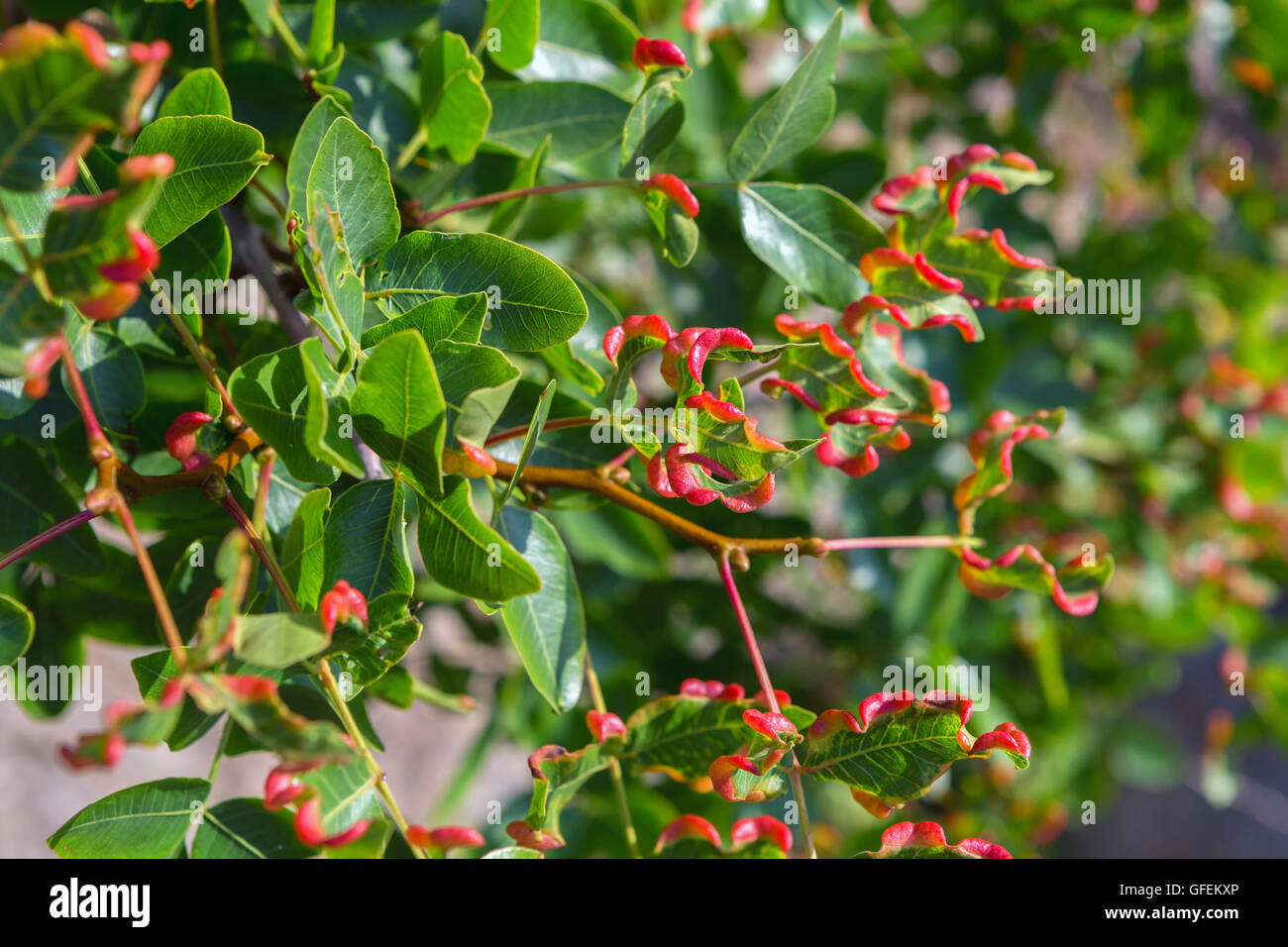 Pistacia atlantica or Persian turpentine tree Stock Photo - Alamy