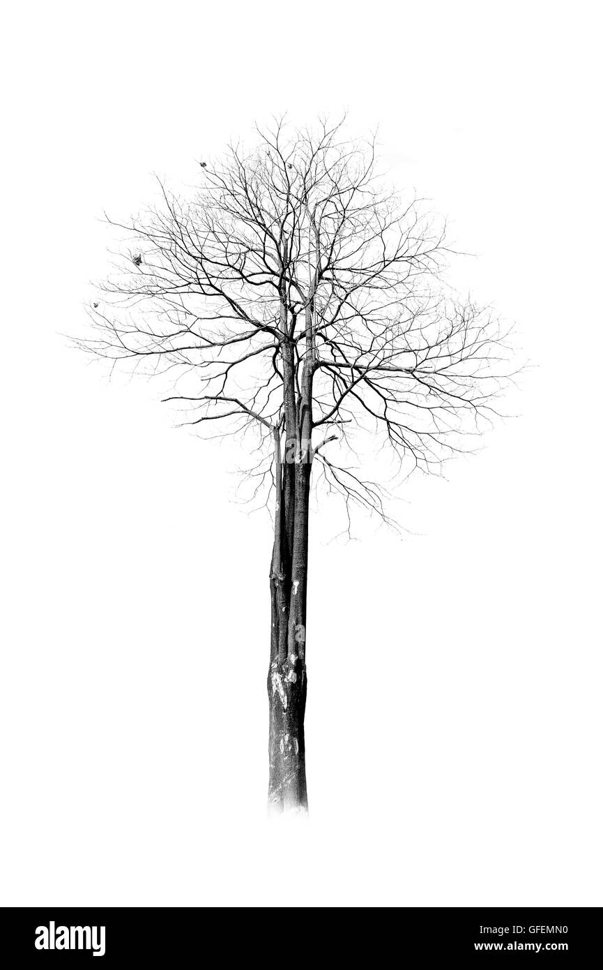 beautiful die tree isolated on white background Stock Photo - Alamy