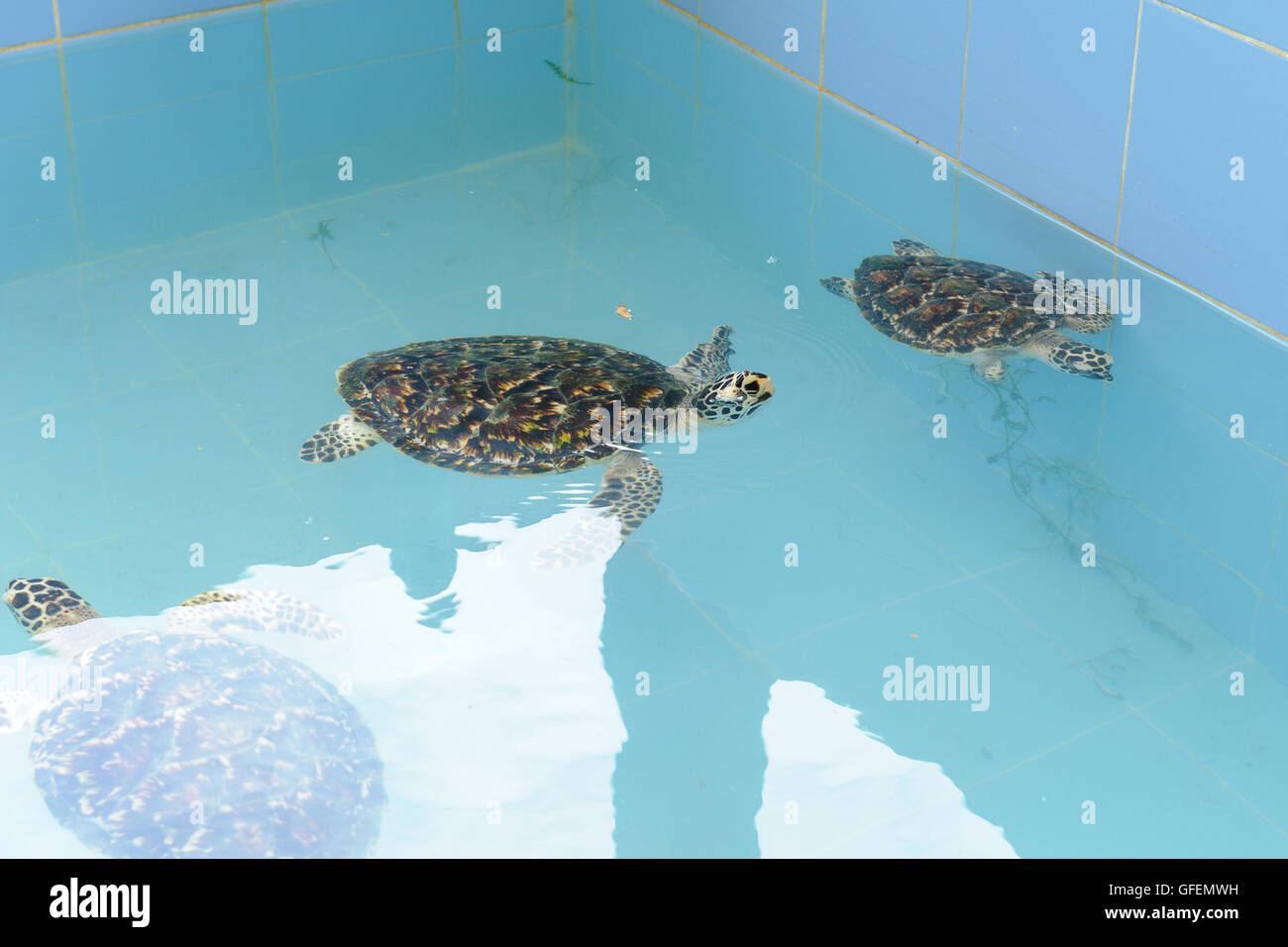 Little tank hi-res stock photography and images - Alamy