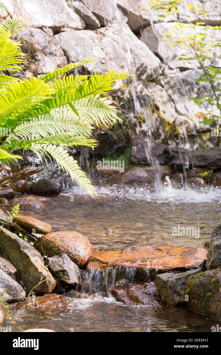 Water Streaming in Creek with Fern on the side Stock Photo - Alamy