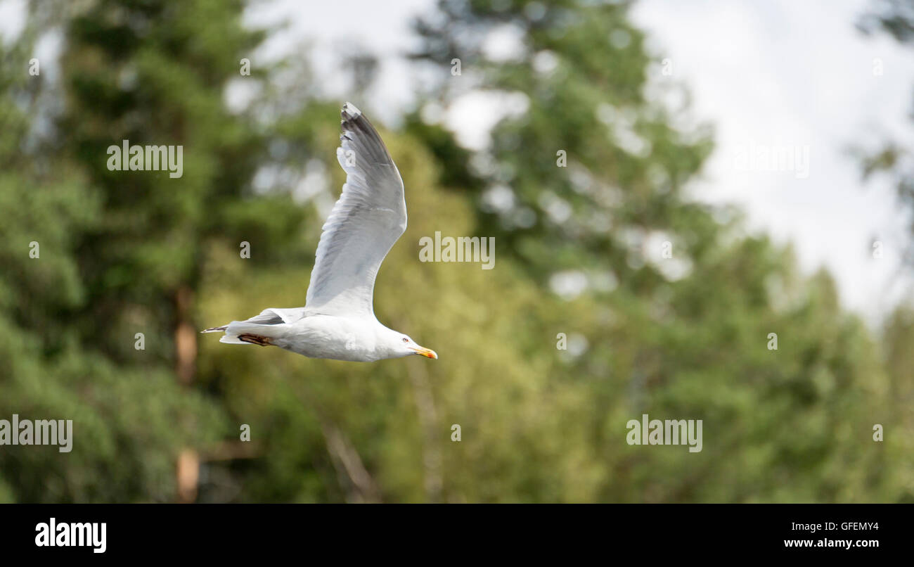 Seagull Flying with Trees in the background Stock Photo - Alamy