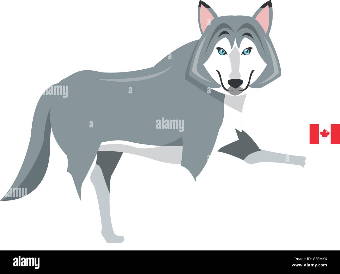 big wolf with canadian flag icon Stock Vector Image & Art - Alamy