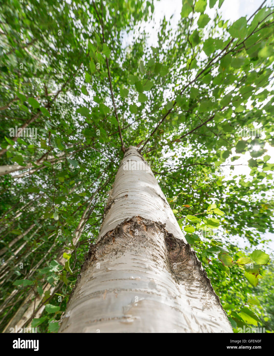 Stem inside hi-res stock photography and images - Alamy