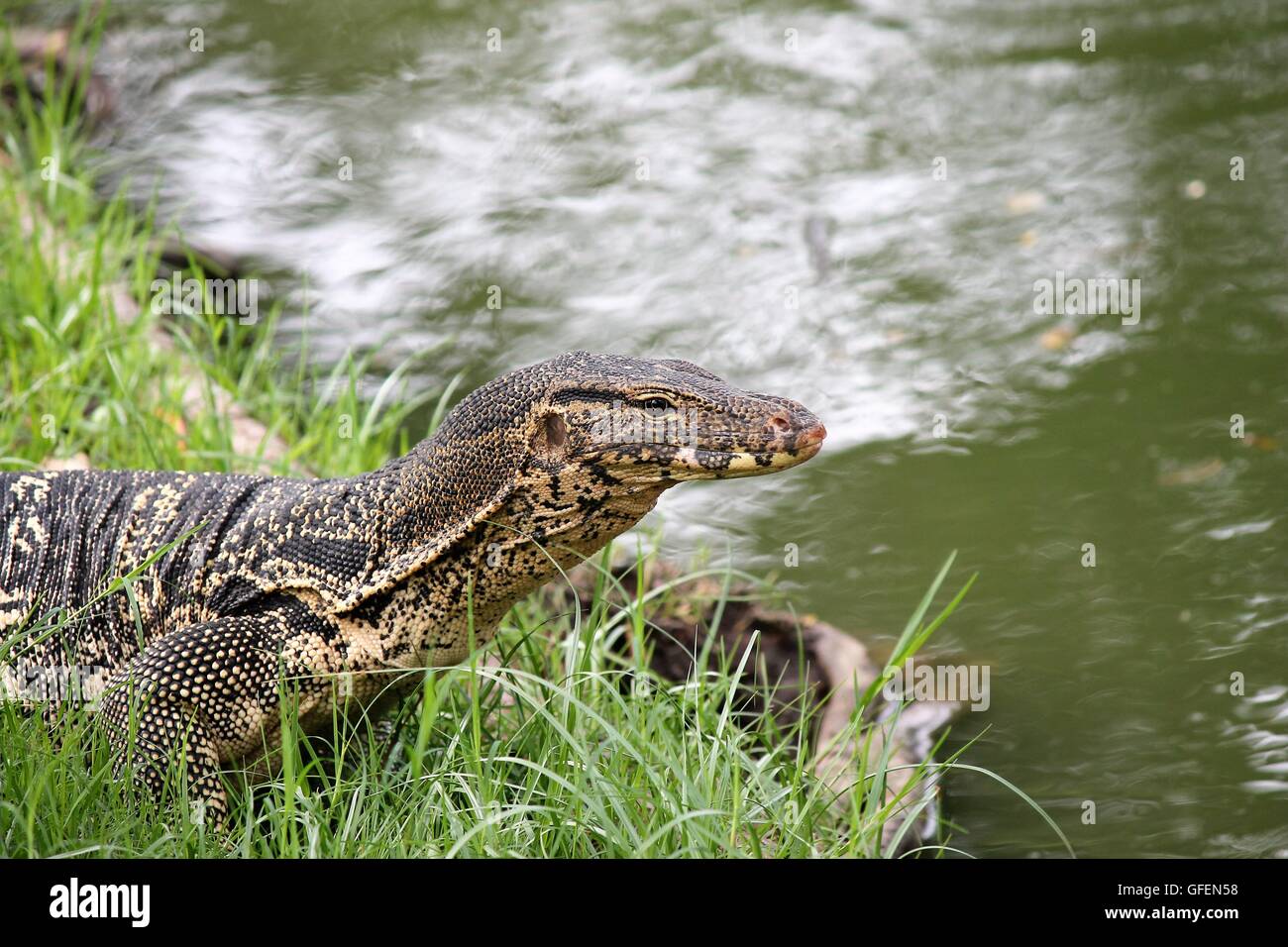 Giant Komodo Dragon lizard wild in Lumpini park in Thailand Stock Photo ...