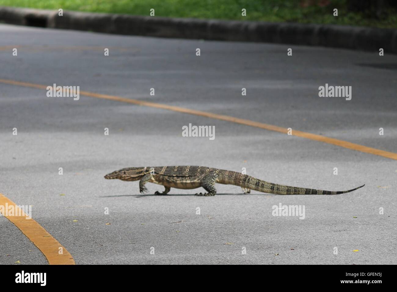 Giant Komodo Dragon lizard wild in Lumpini park in Thailand Stock Photo ...