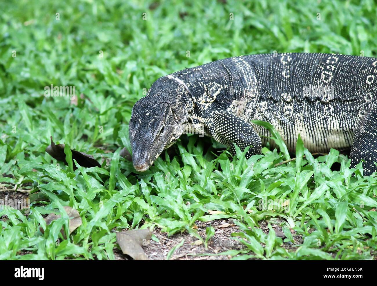 Giant Komodo Dragon lizard wild in Lumpini park in Thailand Stock Photo ...