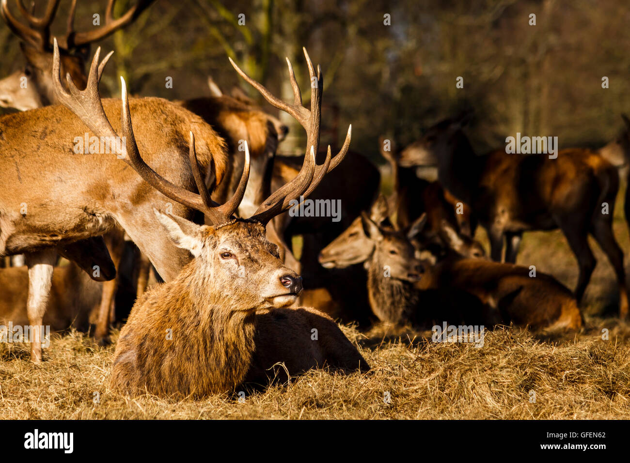 Red Deer Stag sitting with a herd Stock Photo - Alamy