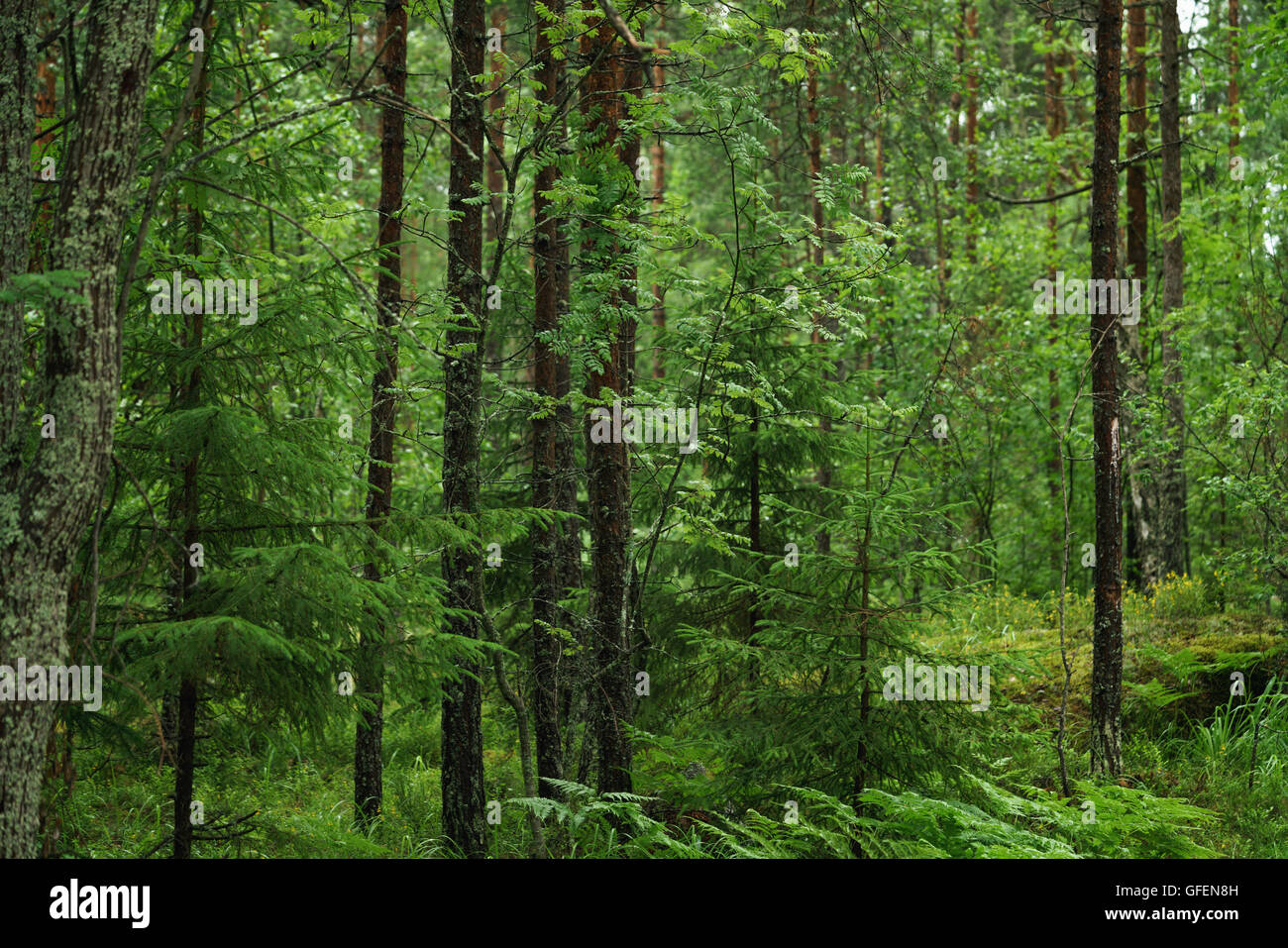 wet green summer forest of karelia Stock Photo - Alamy