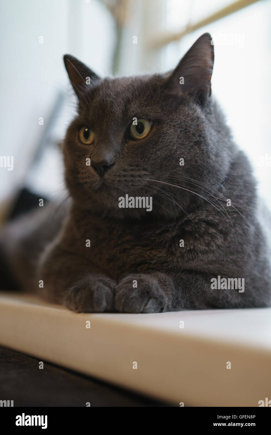 gray cat sitting on whe window Stock Photo - Alamy