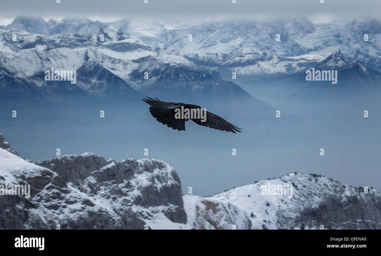 Bird flying through storm hi-res stock photography and images - Alamy