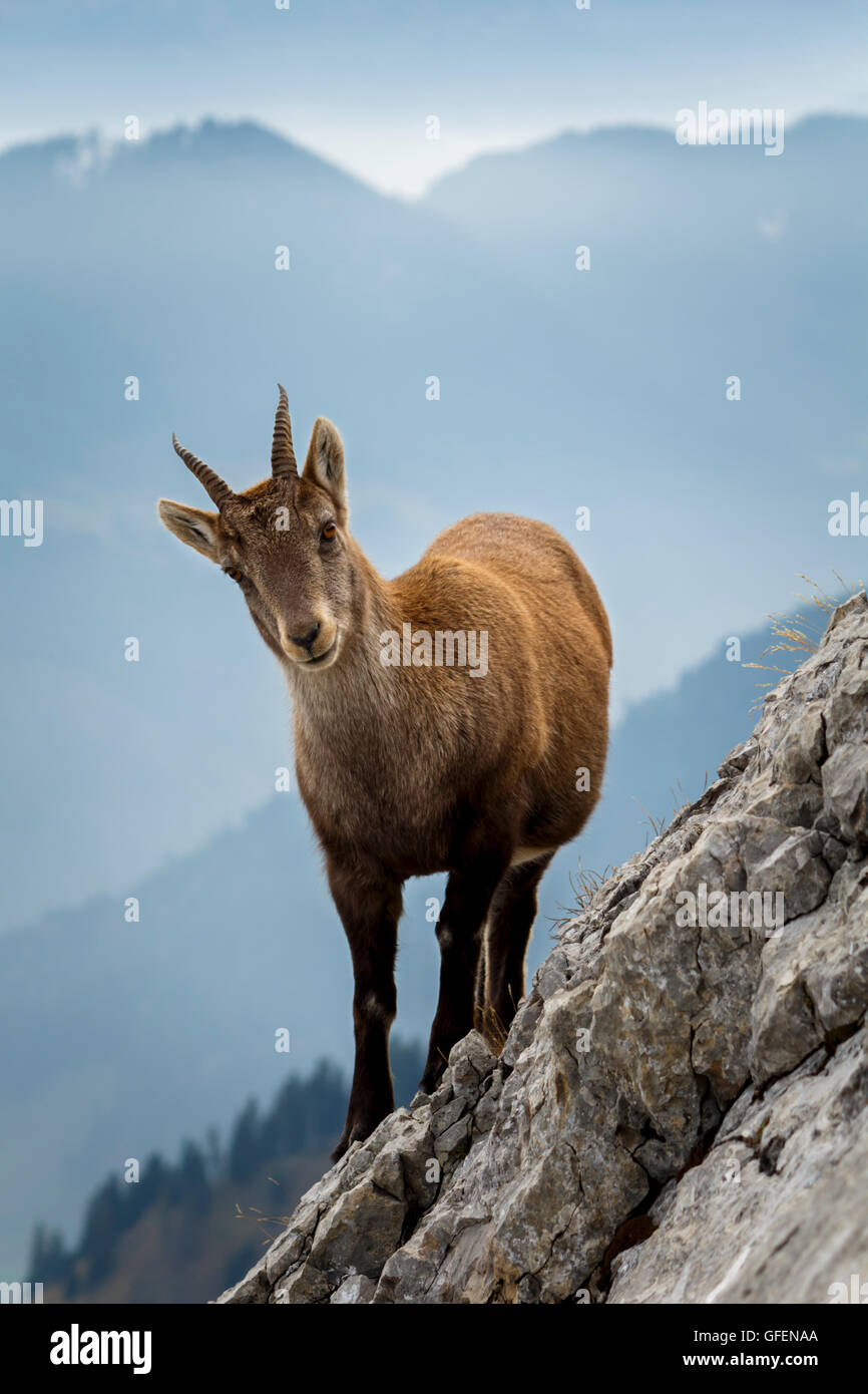 A wild mountain goat standing on the side of a mountain Stock Photo - Alamy