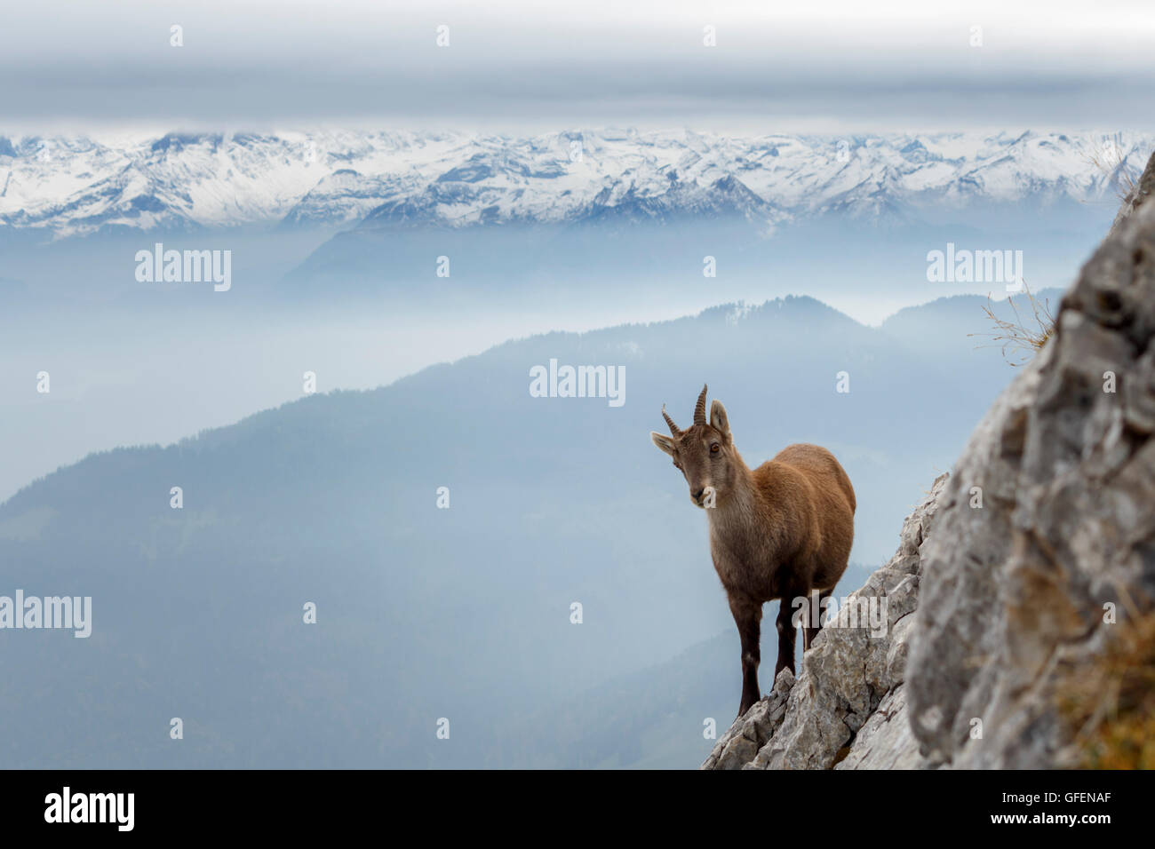 Swiss alps goat hi-res stock photography and images - Alamy