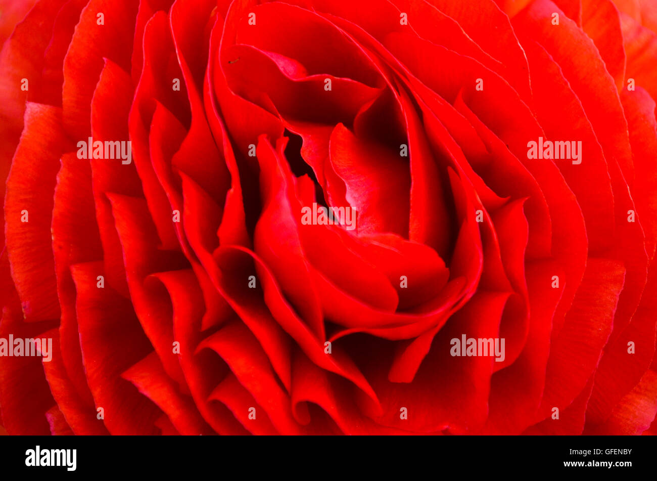 Closeup red English Rose flower background Stock Photo - Alamy