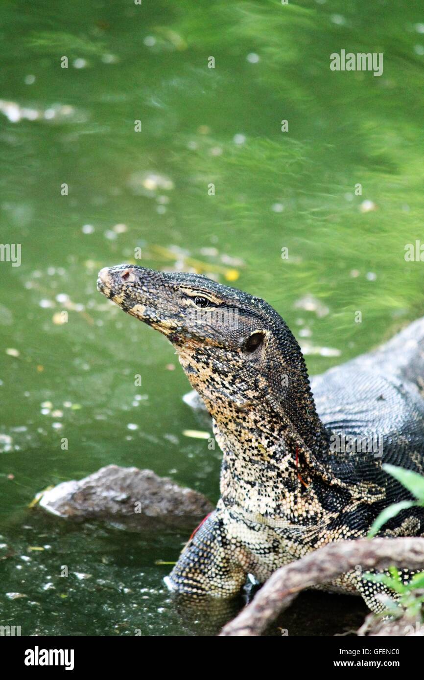 Giant Komodo Dragon lizard wild in Lumpini park in Thailand Stock Photo ...