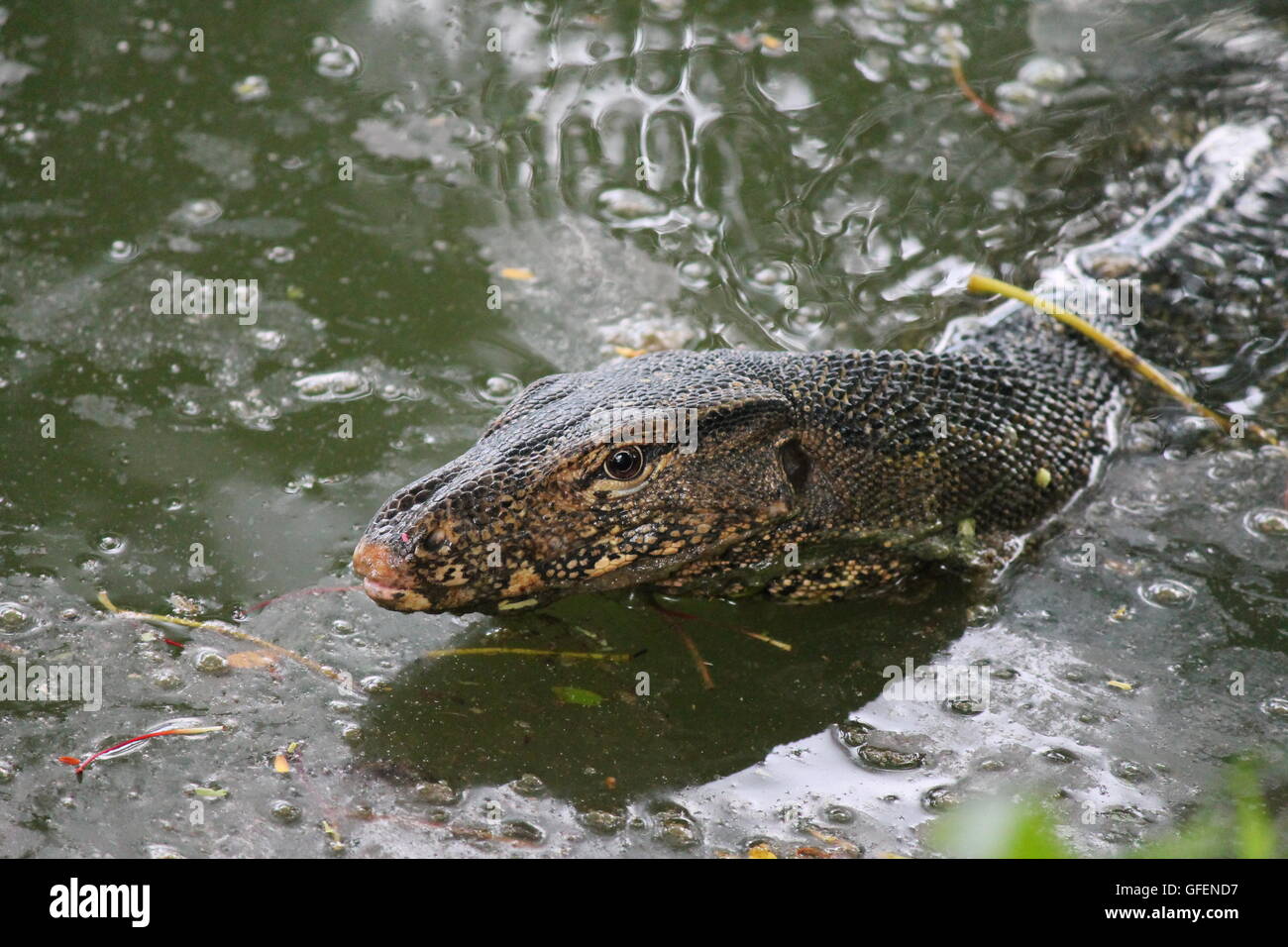 Giant Komodo Dragon lizard wild in Lumpini park in Thailand Stock Photo ...