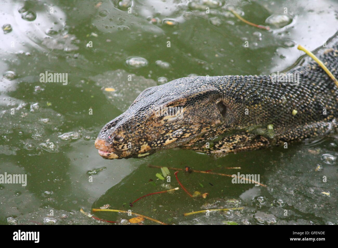 Giant Komodo Dragon lizard wild in Lumpini park in Thailand Stock Photo ...