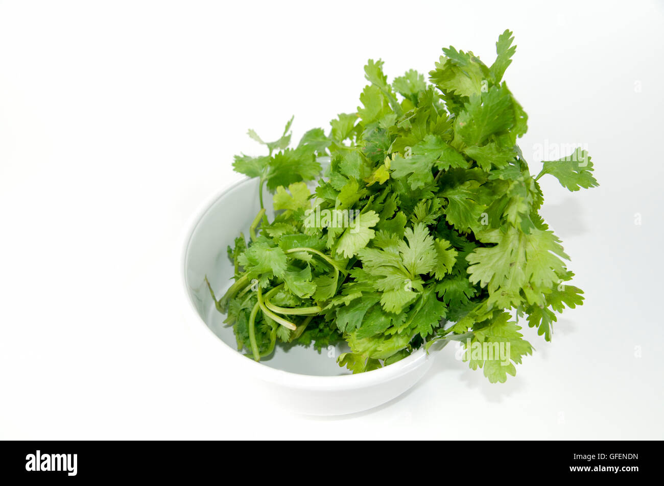 Cutout of fresh Coriander (Coriandrum sativum) leaves on white ...