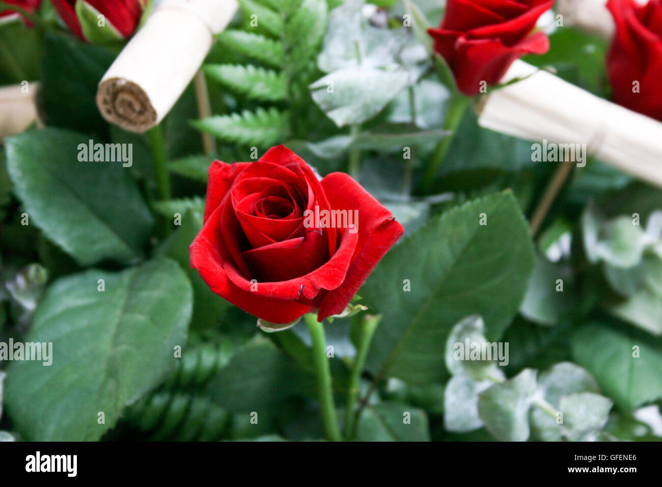 Bouquet of red roses close up Stock Photo - Alamy