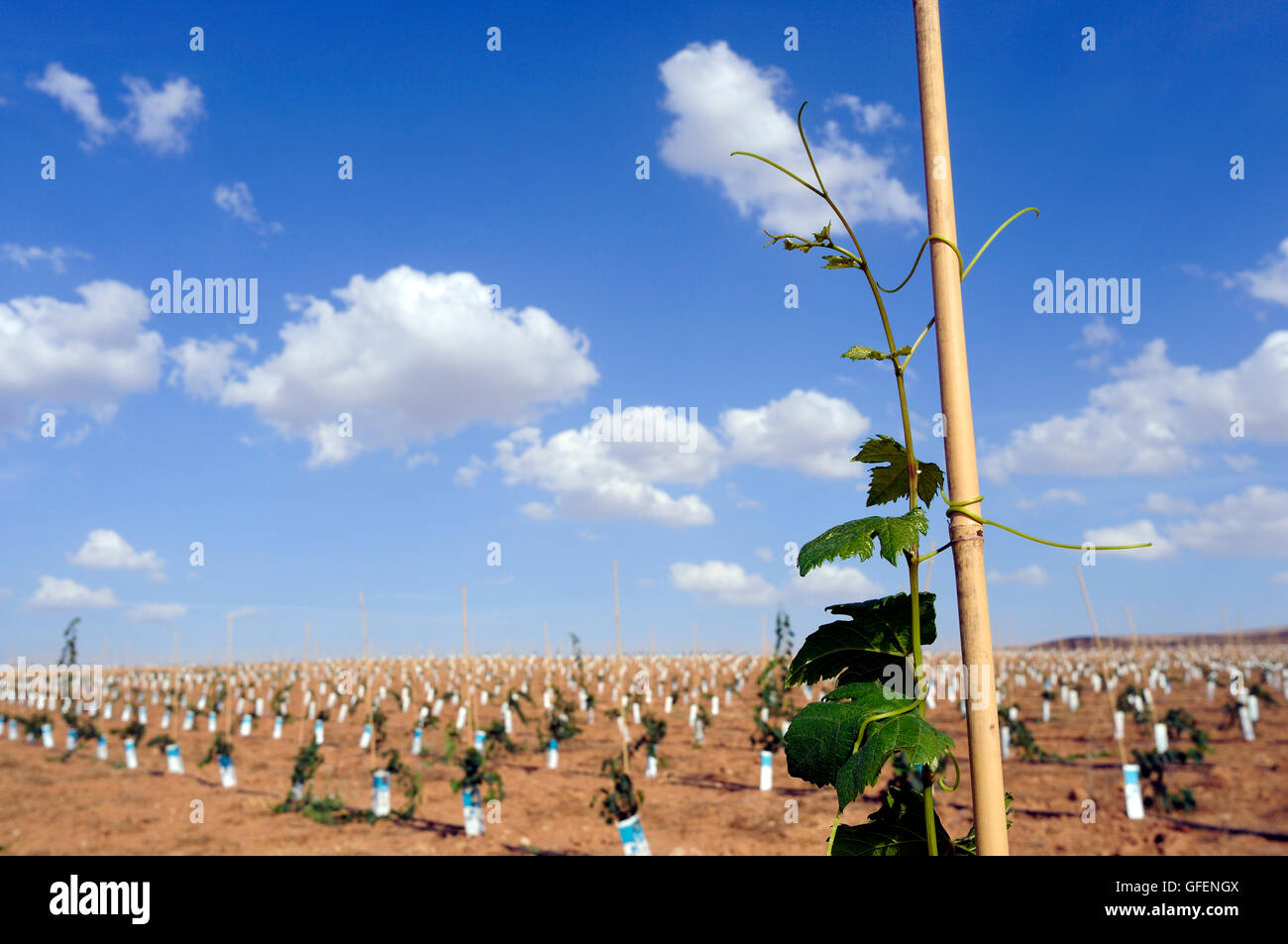 Israel, Negev, Lachish Region, young grape vines in a Vineyard Stock ...