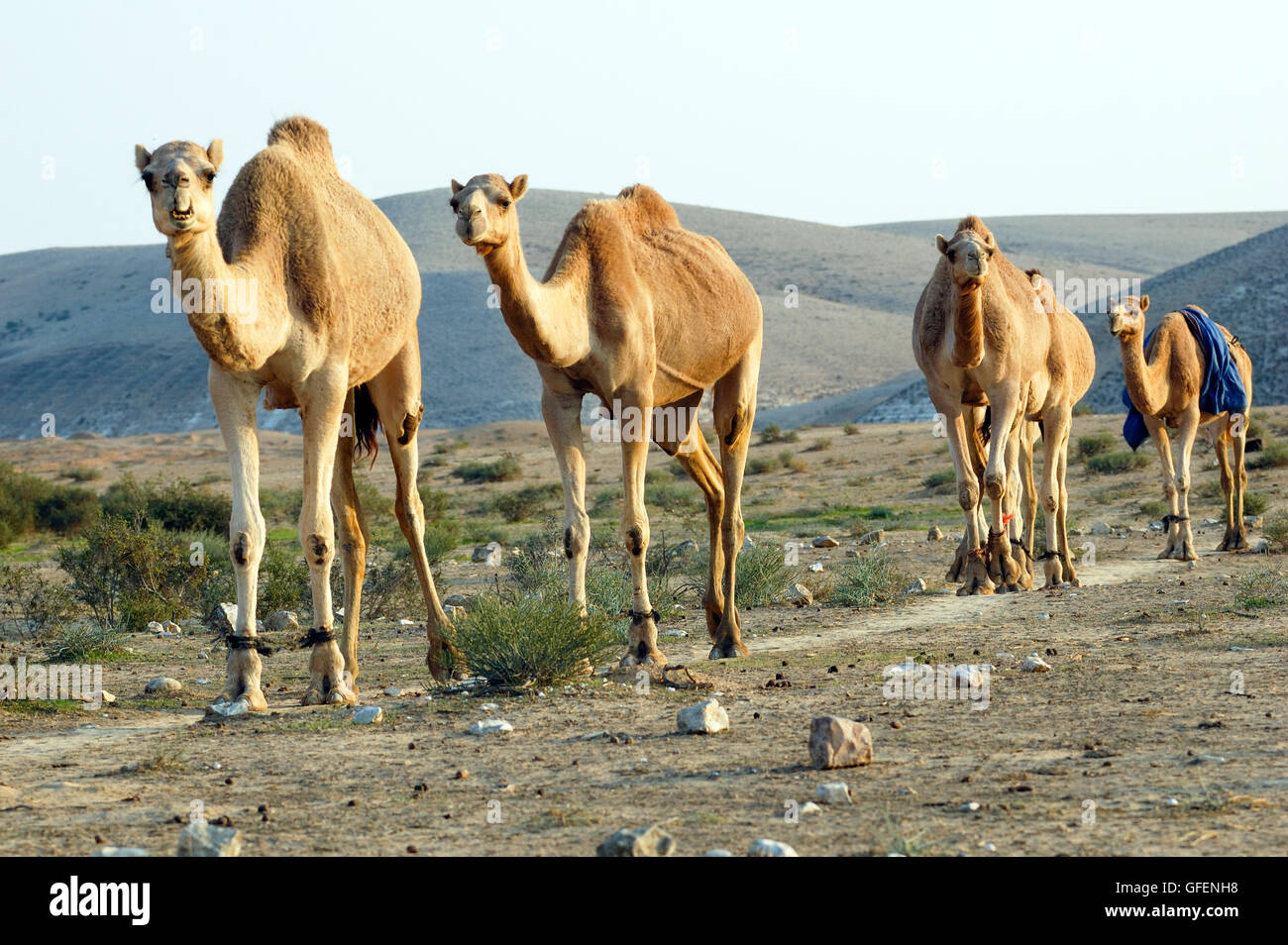 Israel, Negev Desert, A herd of Arabian camels (Camelus dromedarius ...