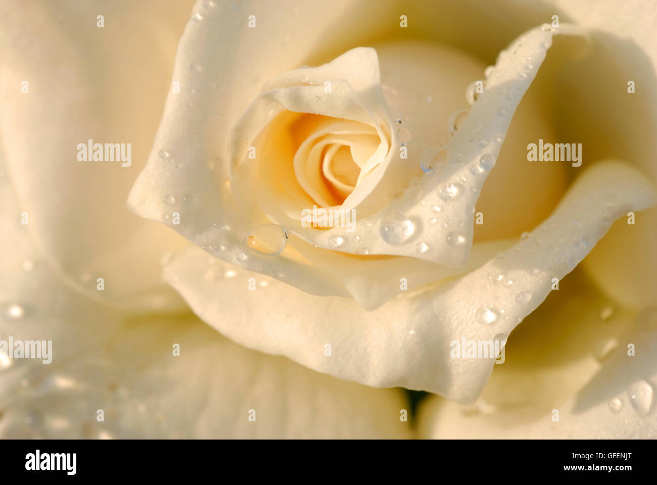 Perfect white hi-res stock photography and images - Alamy