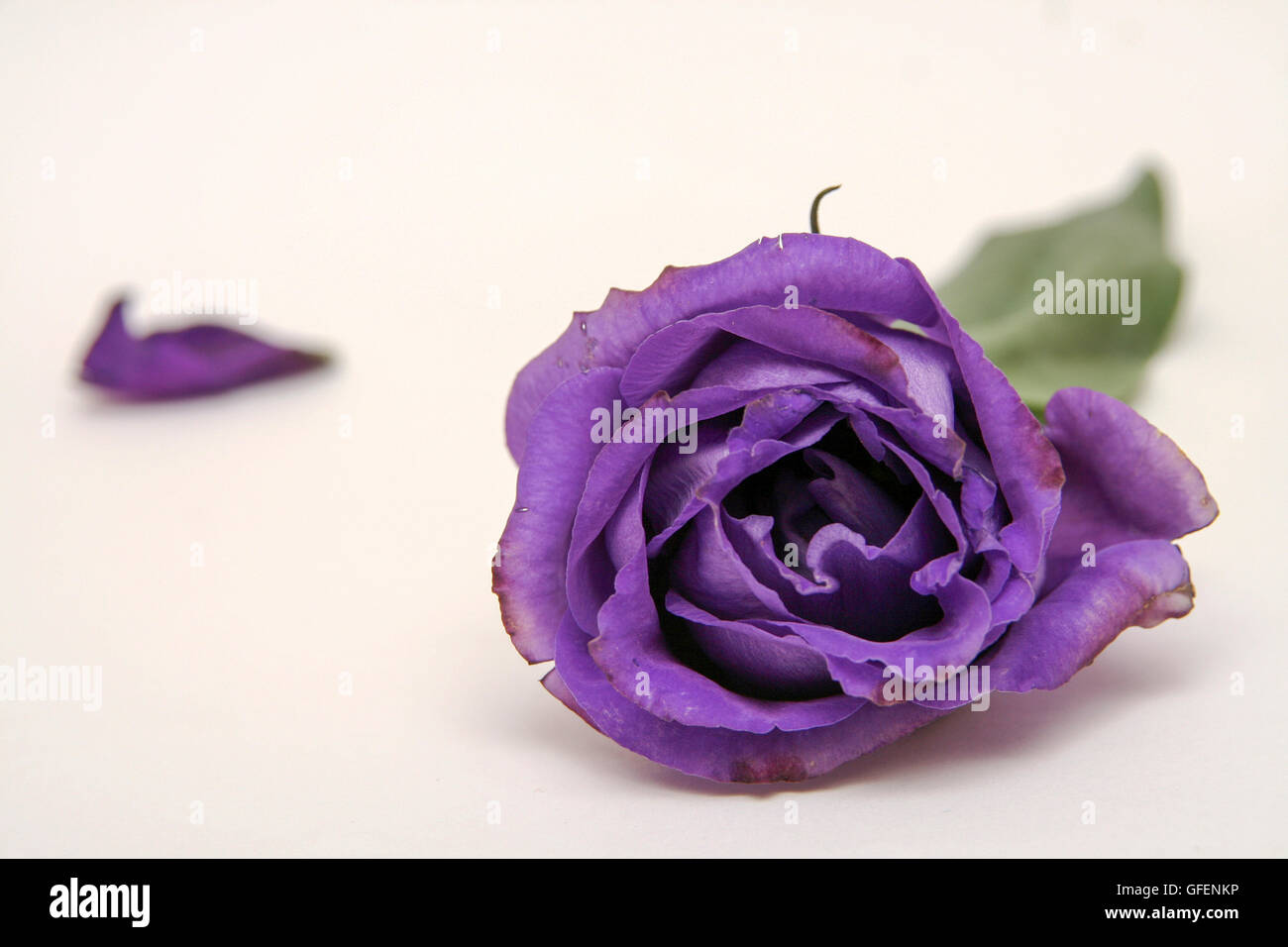 Cutout of a Purple rose on white background Stock Photo - Alamy