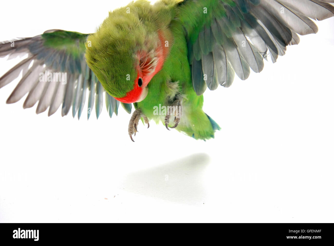 Cutout of a flying parrot on white background Stock Photo - Alamy