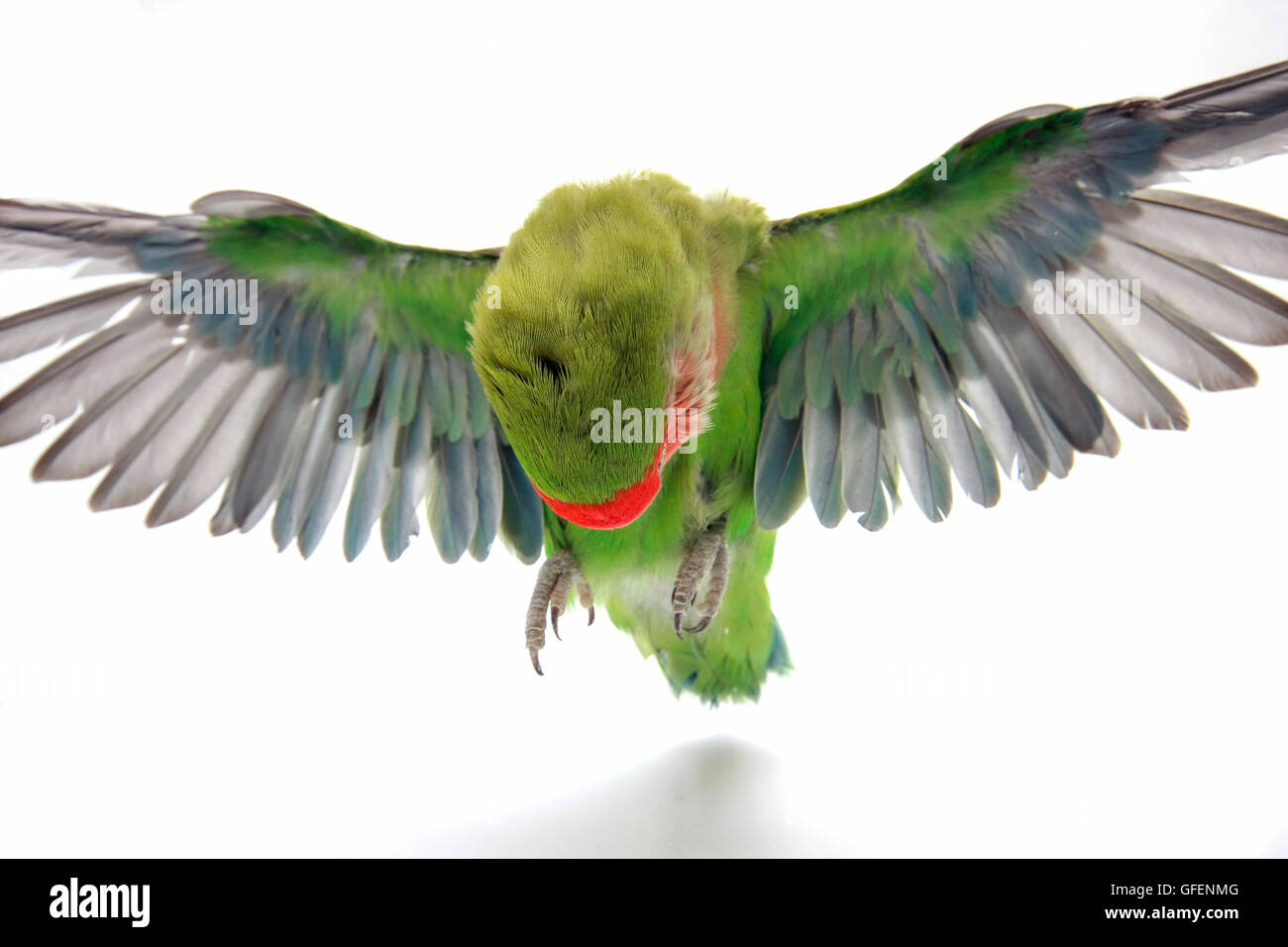 Parakeet flying hi-res stock photography and images - Alamy