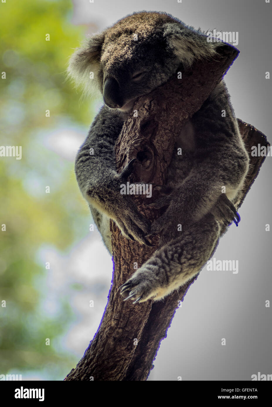 Sleep tree hi-res stock photography and images - Alamy