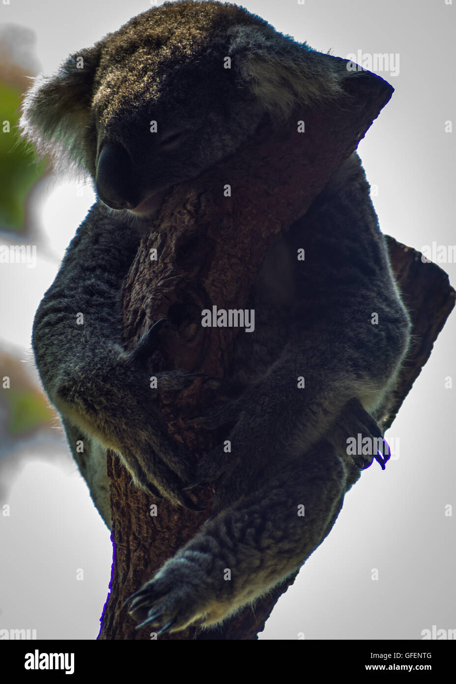 Sleeping in a tree hi-res stock photography and images - Alamy