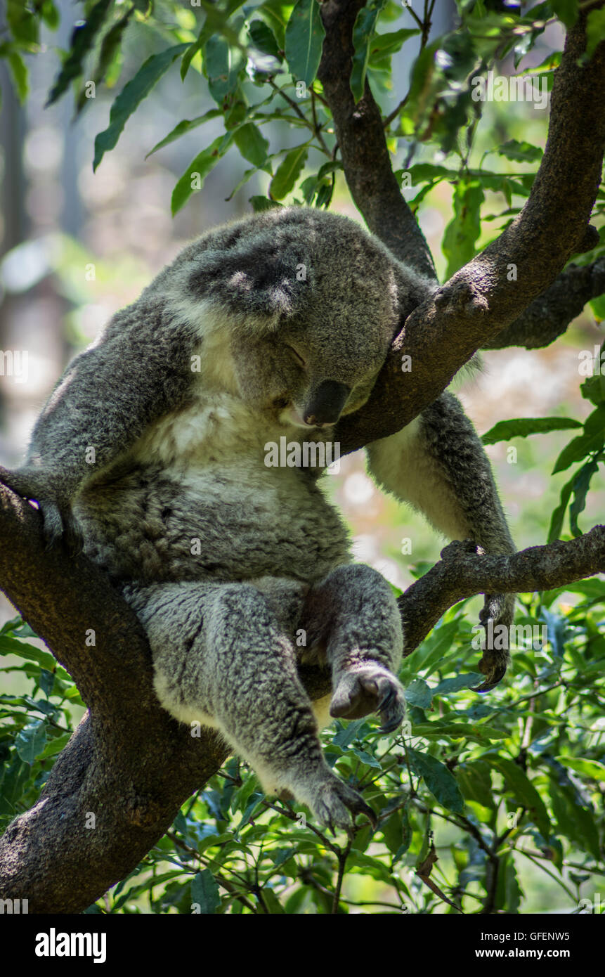 Koala down time Stock Photo - Alamy