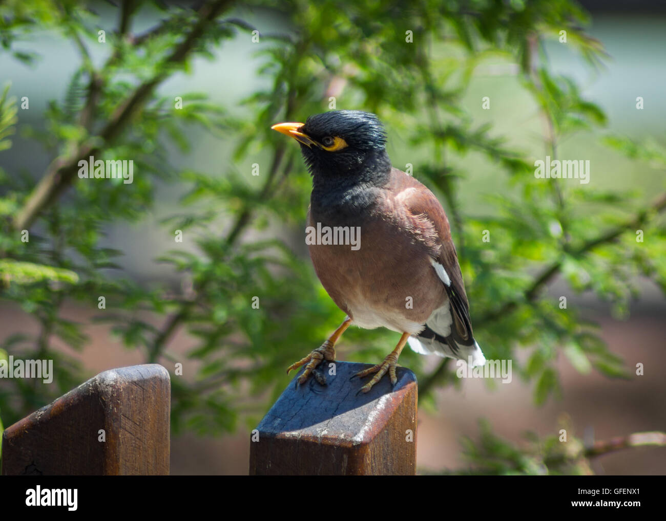 Mynah bird hi-res stock photography and images - Alamy