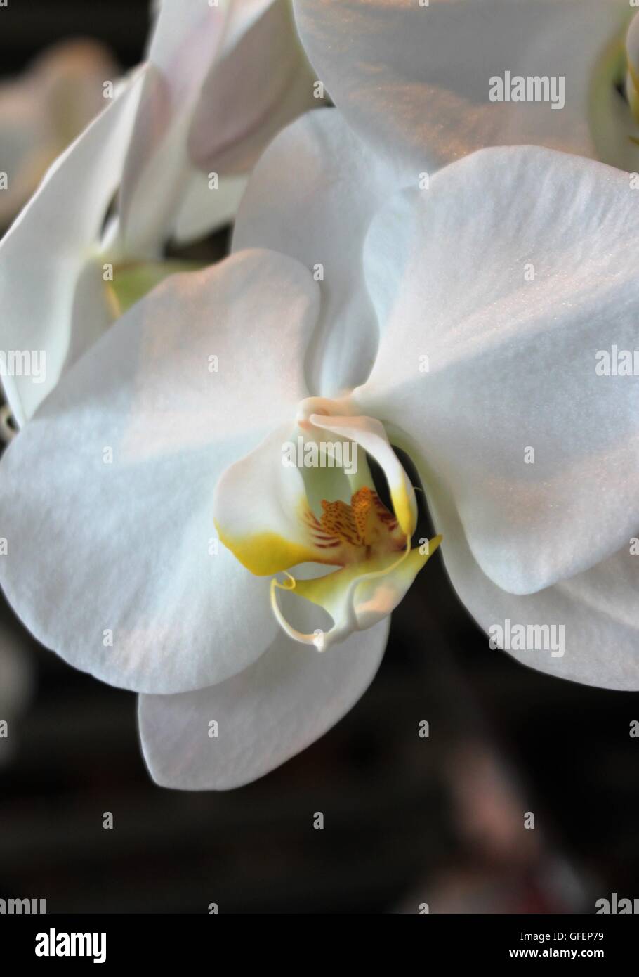 white orchid flower close up Stock Photo - Alamy