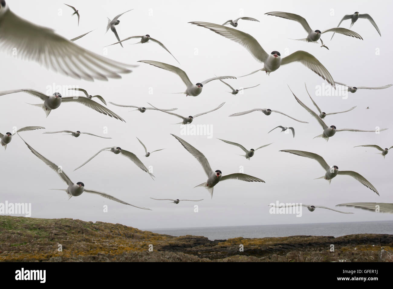 Group of terns hi-res stock photography and images - Alamy