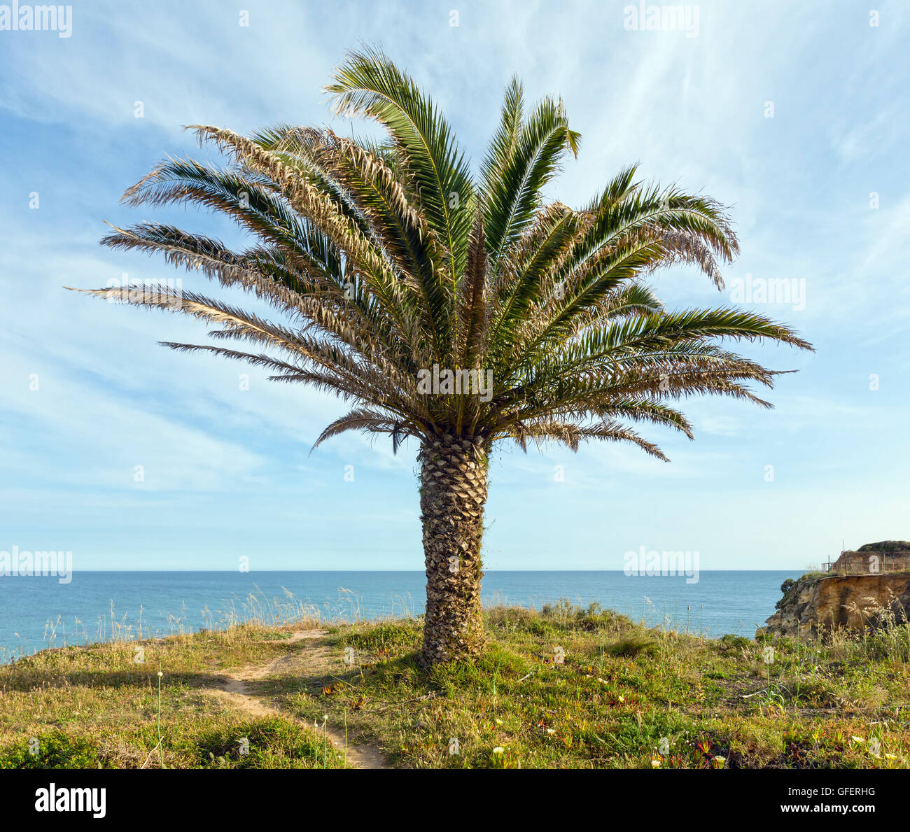 Palm tree on ocean shore on sky and water background Stock Photo - Alamy