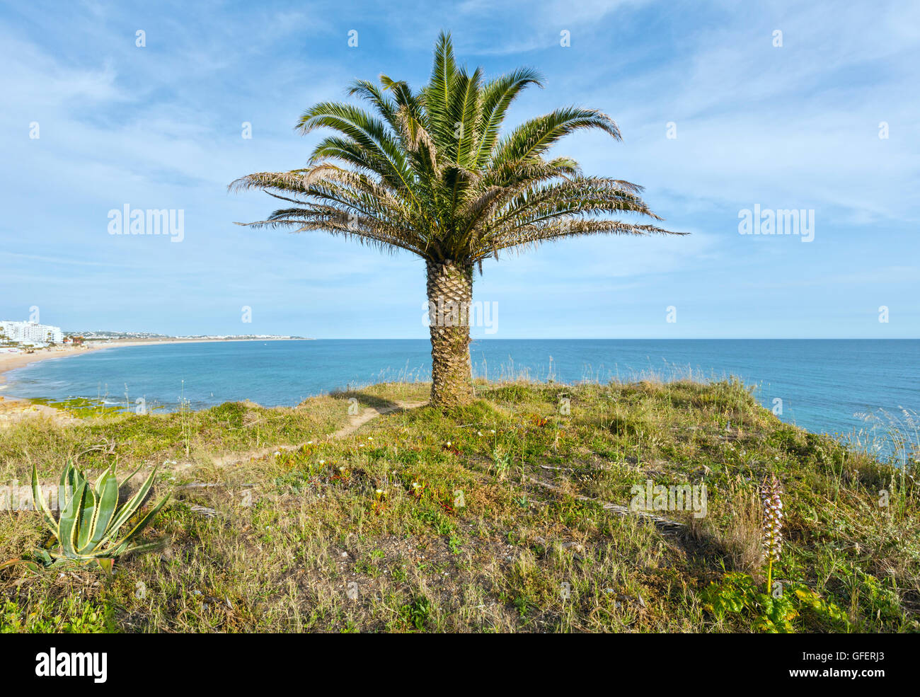 Palm tree on ocean shore on sky and water background Stock Photo - Alamy
