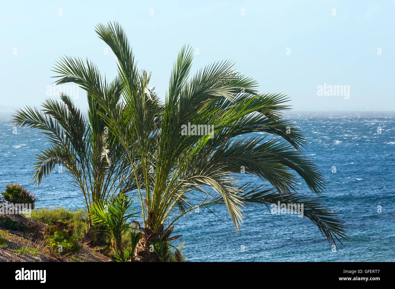 Palm tree on ocean shore on sky and water background Stock Photo - Alamy