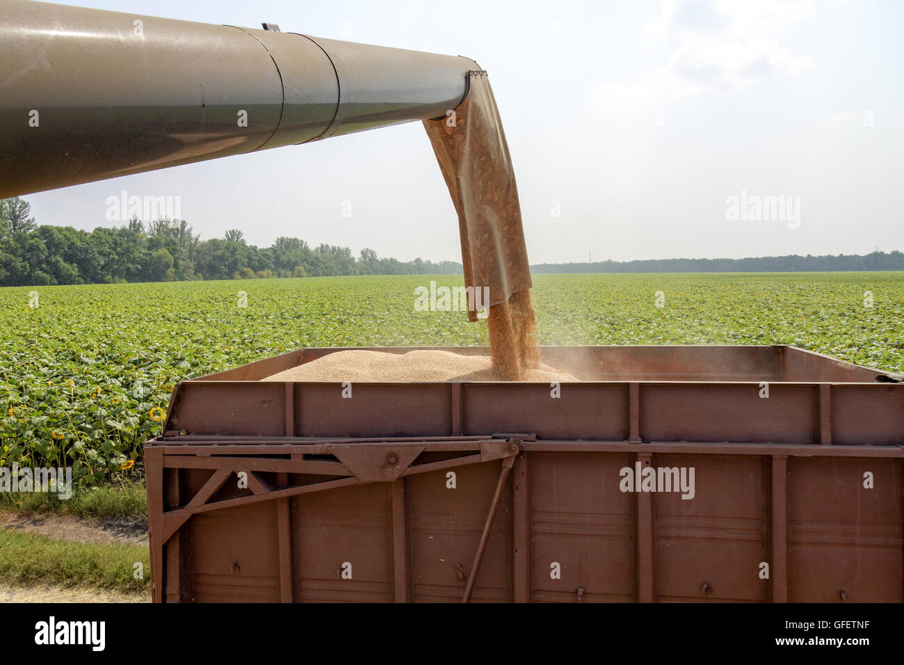 Combine harvester load wheat in the tractor trailer at the time of ...
