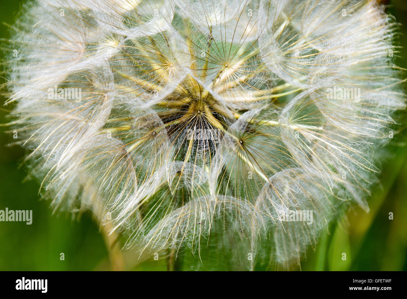 Dande lion hi-res stock photography and images - Alamy