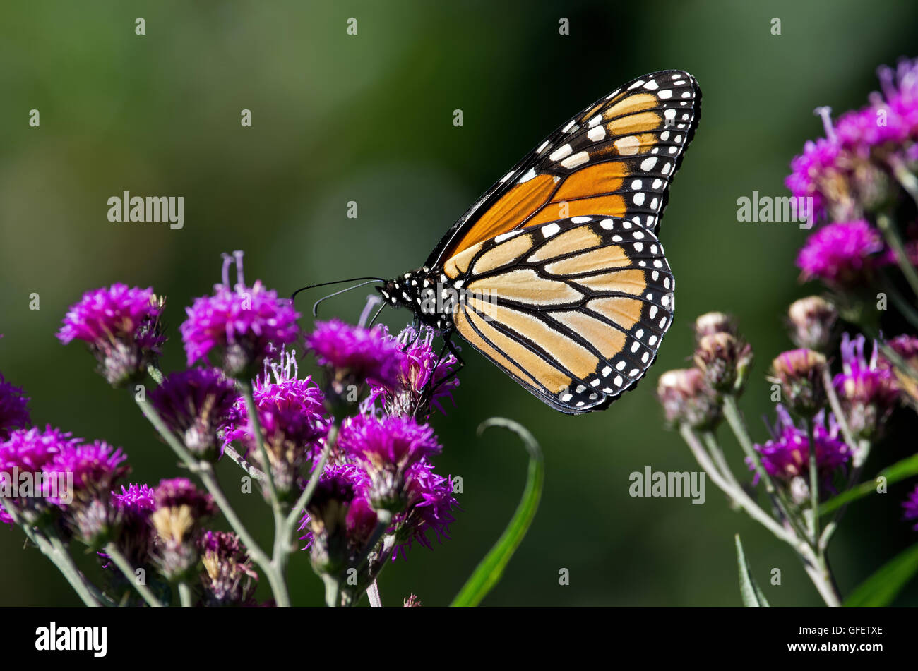 Monarch butterfly is a milkweed butterfly in the family Nymphalidae. It ...