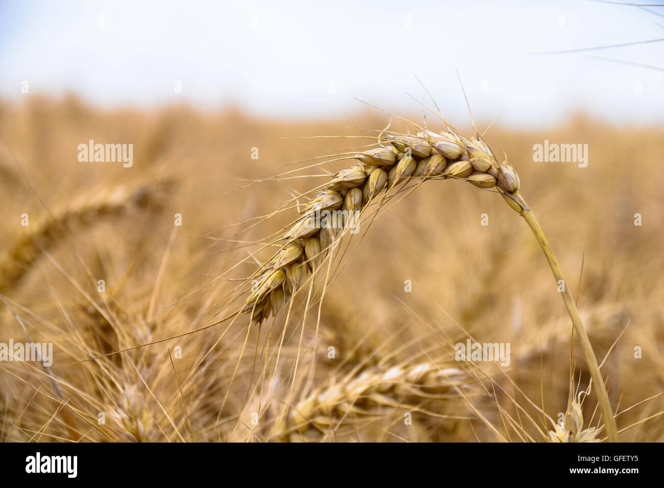 Barley field beards golden close hi-res stock photography and images ...