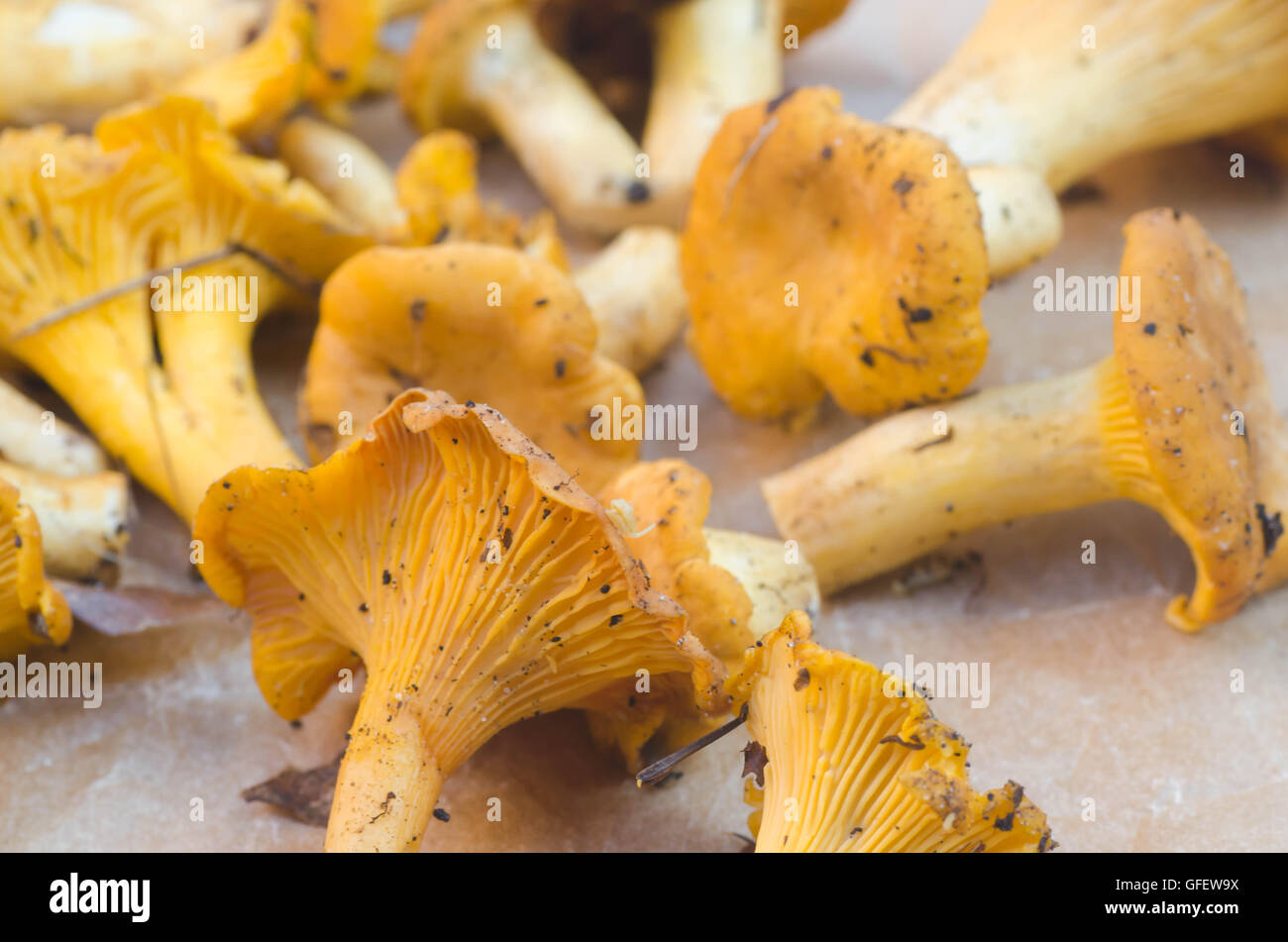 Chantarelles fungi hi-res stock photography and images - Alamy
