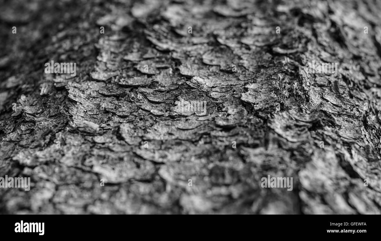 Spruce bark background Black and White Stock Photos & Images - Alamy